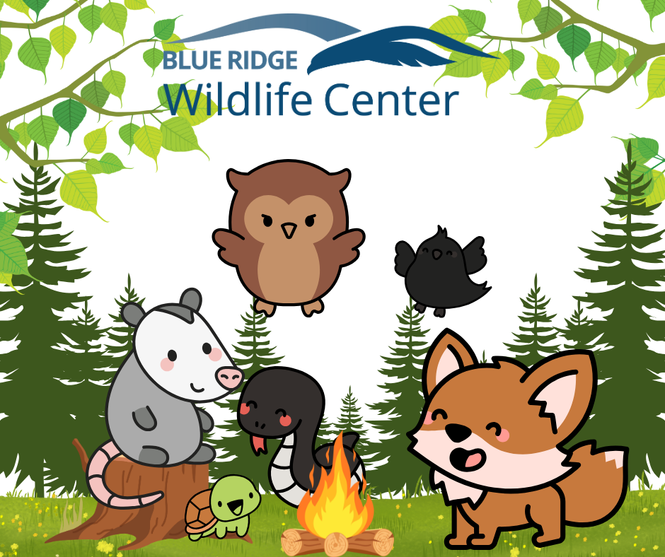Wildlife Day Camps at Blue Ridge Wildlife Center!