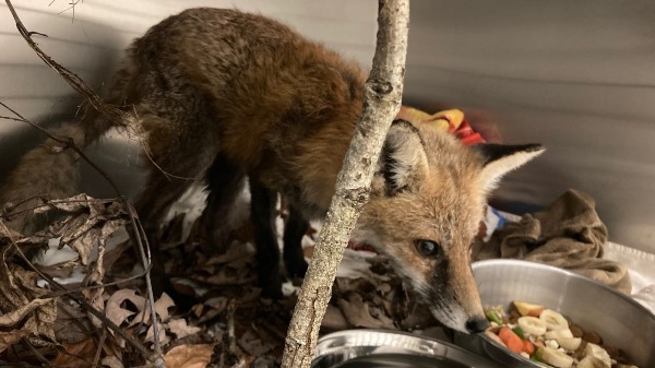 Care for Wildlife in Need