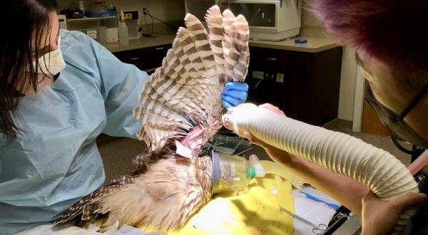 Care for Wildlife in Need