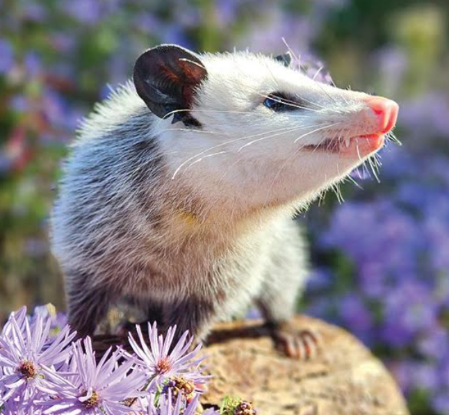 Saint O'Possum's Day Brunch & Silent Auction